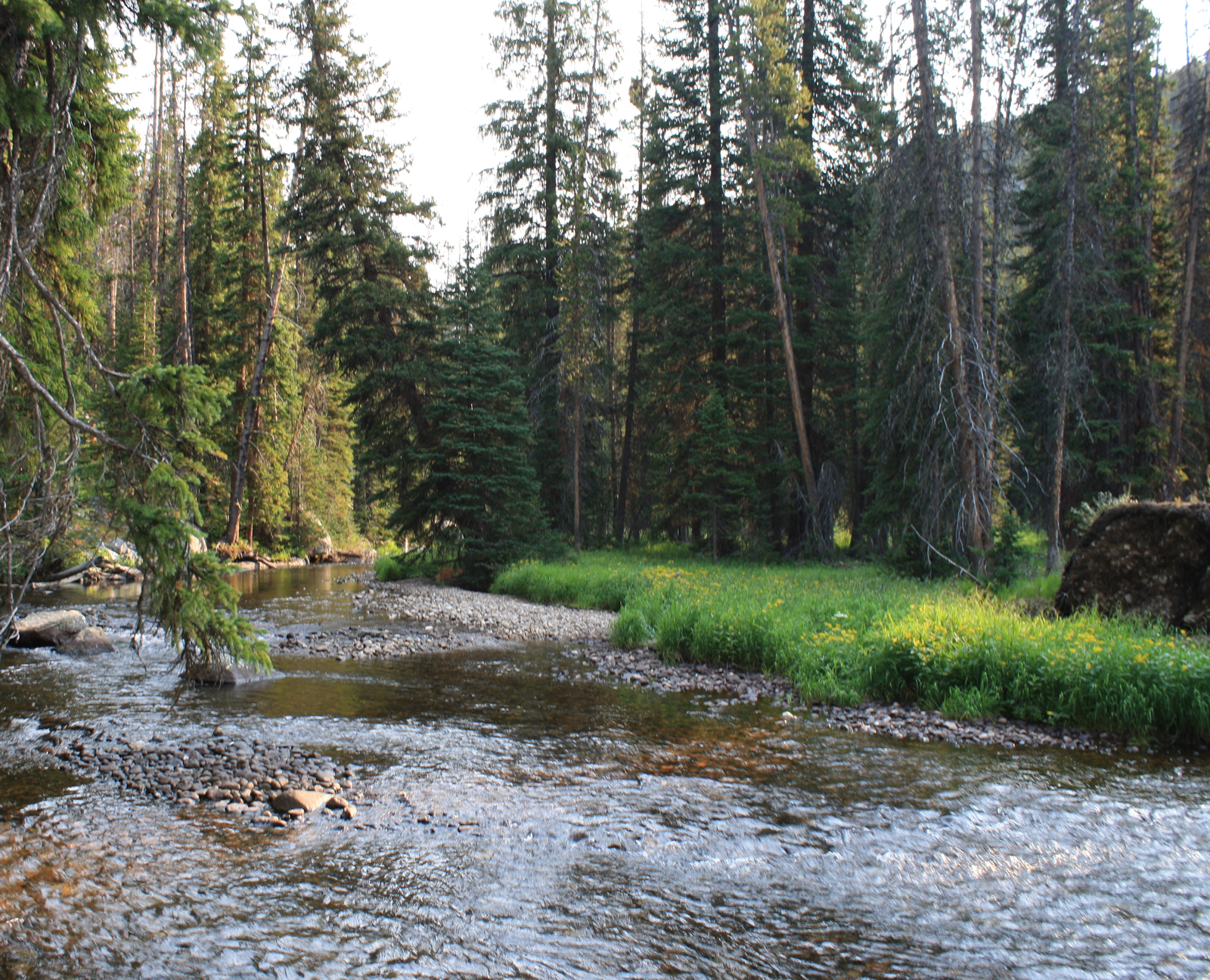 Living and Dyeing Under the Big Sky: Russell Creek - Beartooth ...