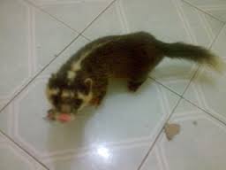 Jenis-jenis Musang :MUSANG LOVERS INDONESIA ( MLI )