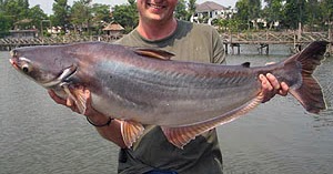 Wisey's Paypond Fishing Guide: List of Paypond Fish Species