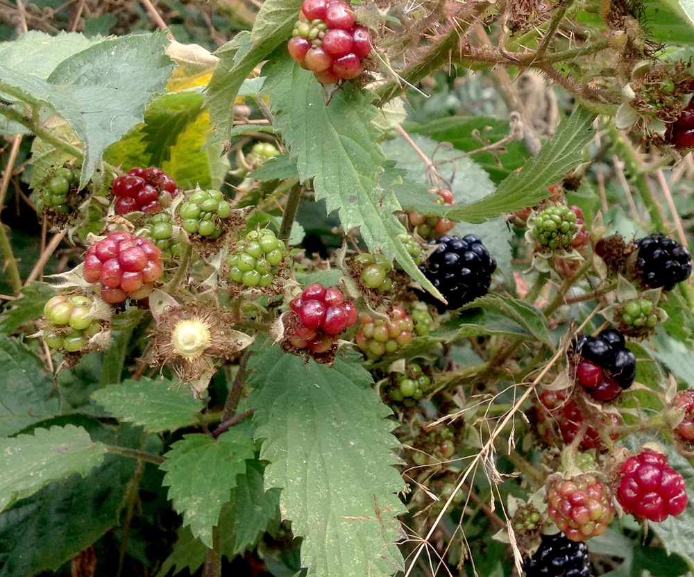 Dianne Sutherland: Blackberries on Natural and Kelmscott Vellum