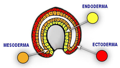 Embriología UCC