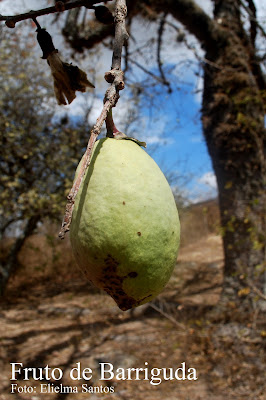Histórias e Cenários Nordestinos: Barriguda