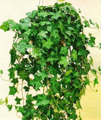 Inrossas Zelta grāmata: Telpaugi - veiksmes un panākumu atslēga