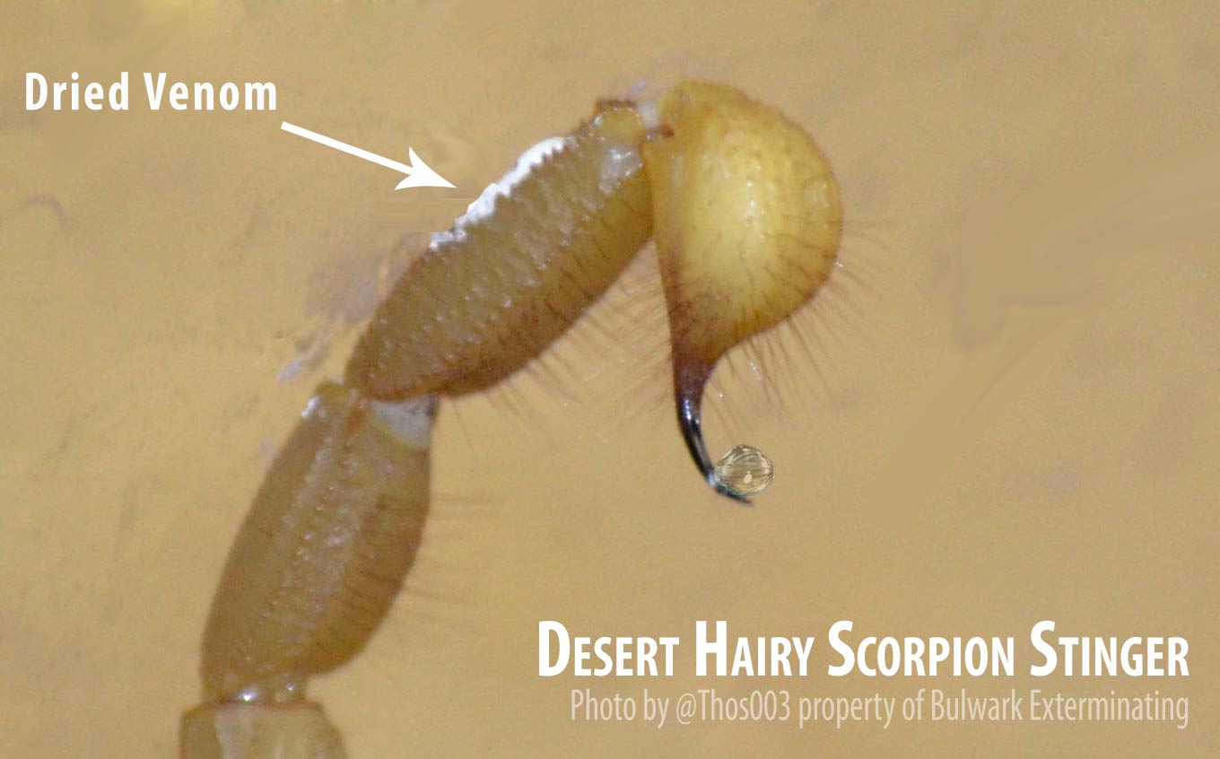 First Aid for Scorpion Sting