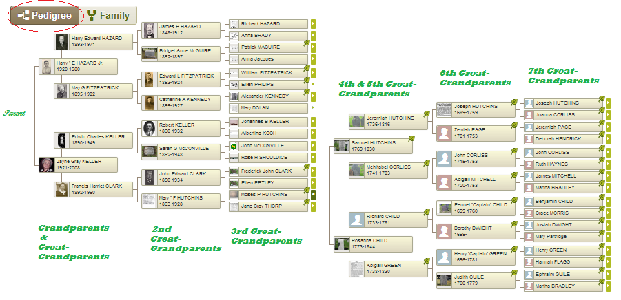 Twisted Twigs On Gnarled Branches