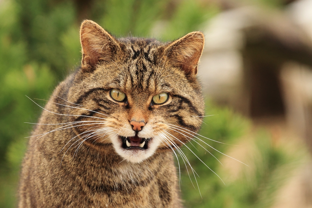 The Plight of the Scottish Wildcat
