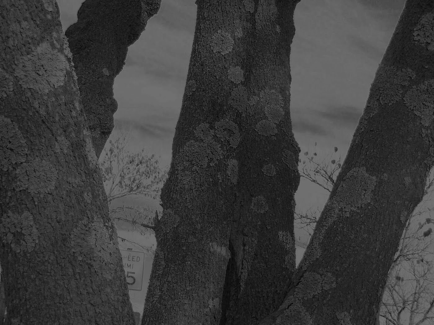 The GoFather Of Math: Photoverio #321: A Spotted Triad Tree From EED ...