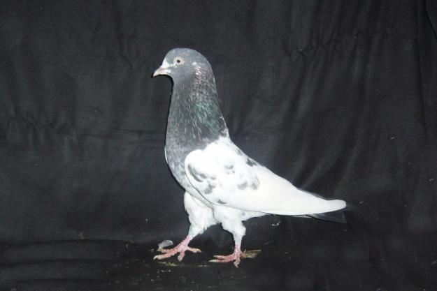 Birds and Pegions: Teddy Kabootar