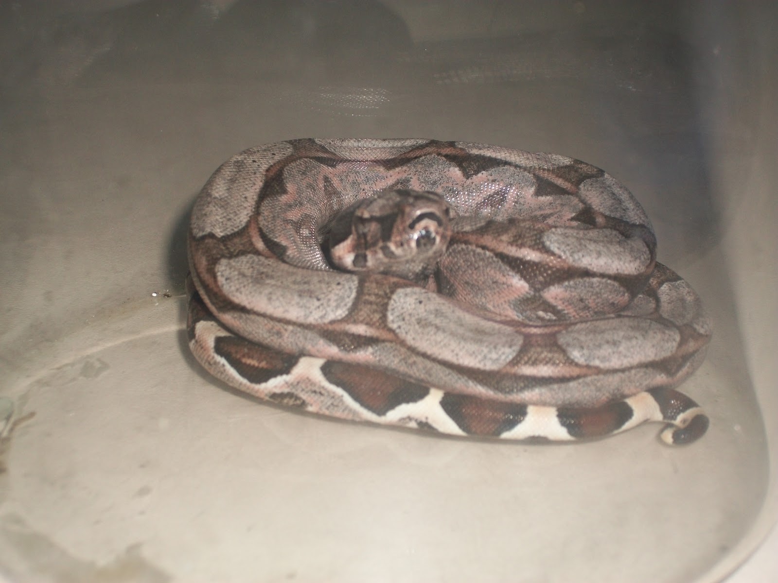 JIBÓIAS EM CENTROS URBANOS!? - BLOG DO ERIVAN JUSTINO