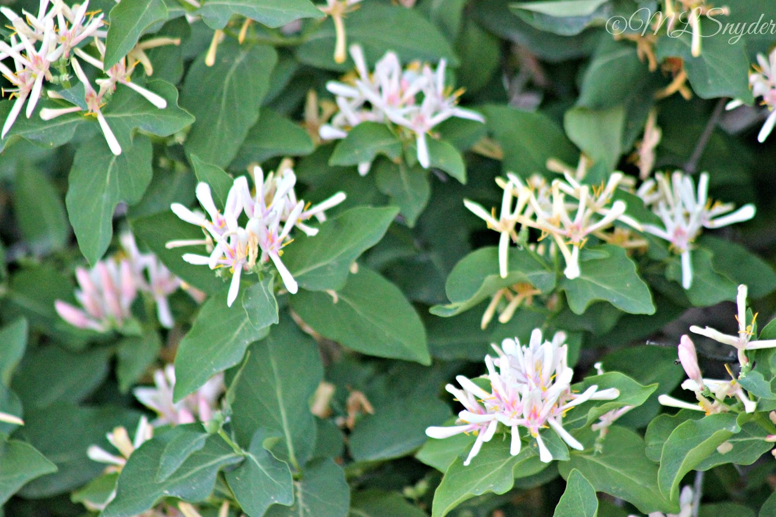 Our Retirement Days: Beautiful Weeds