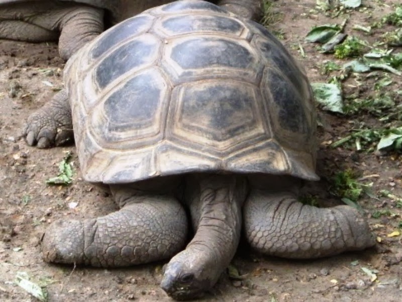The Zoo Review: Species Fact Profile: Aldabra Tortoise (Geochelone ...
