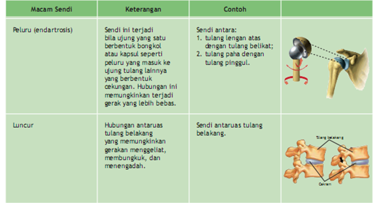 everything you need: Sendi Dan Letakanya Pada Tubuh Manusia