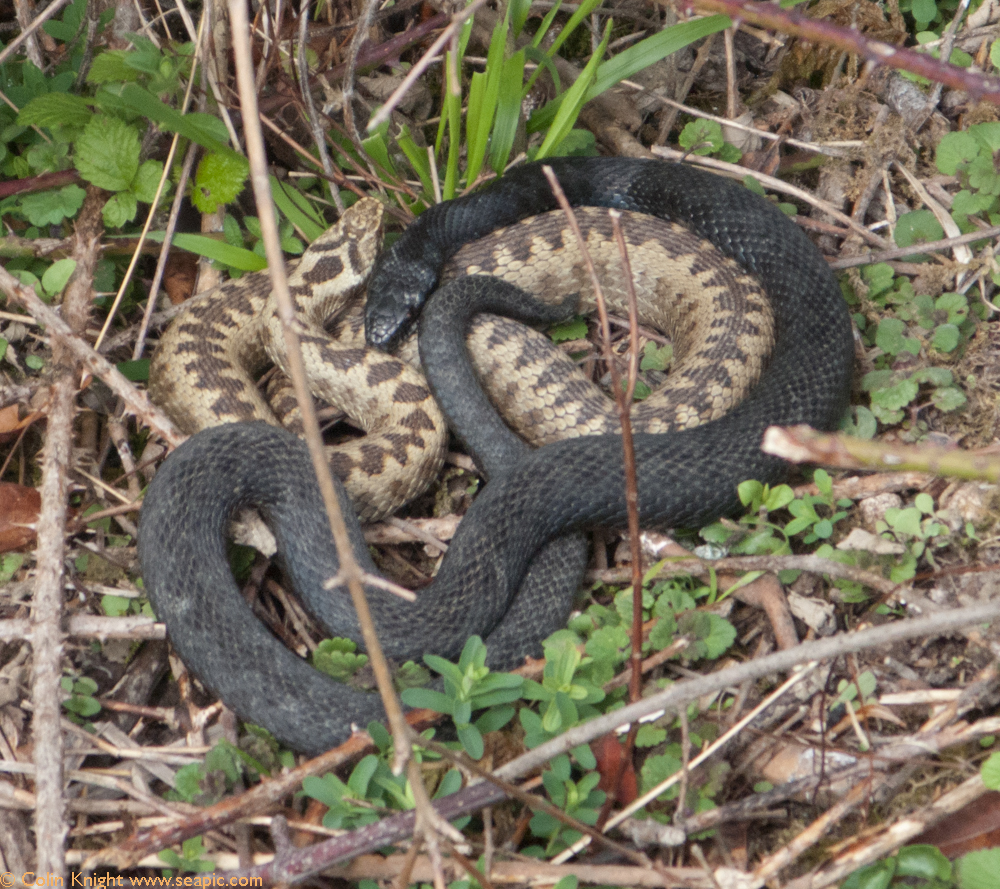 Postcards from Sussex: Adders and Grizzlies at Mill Hill