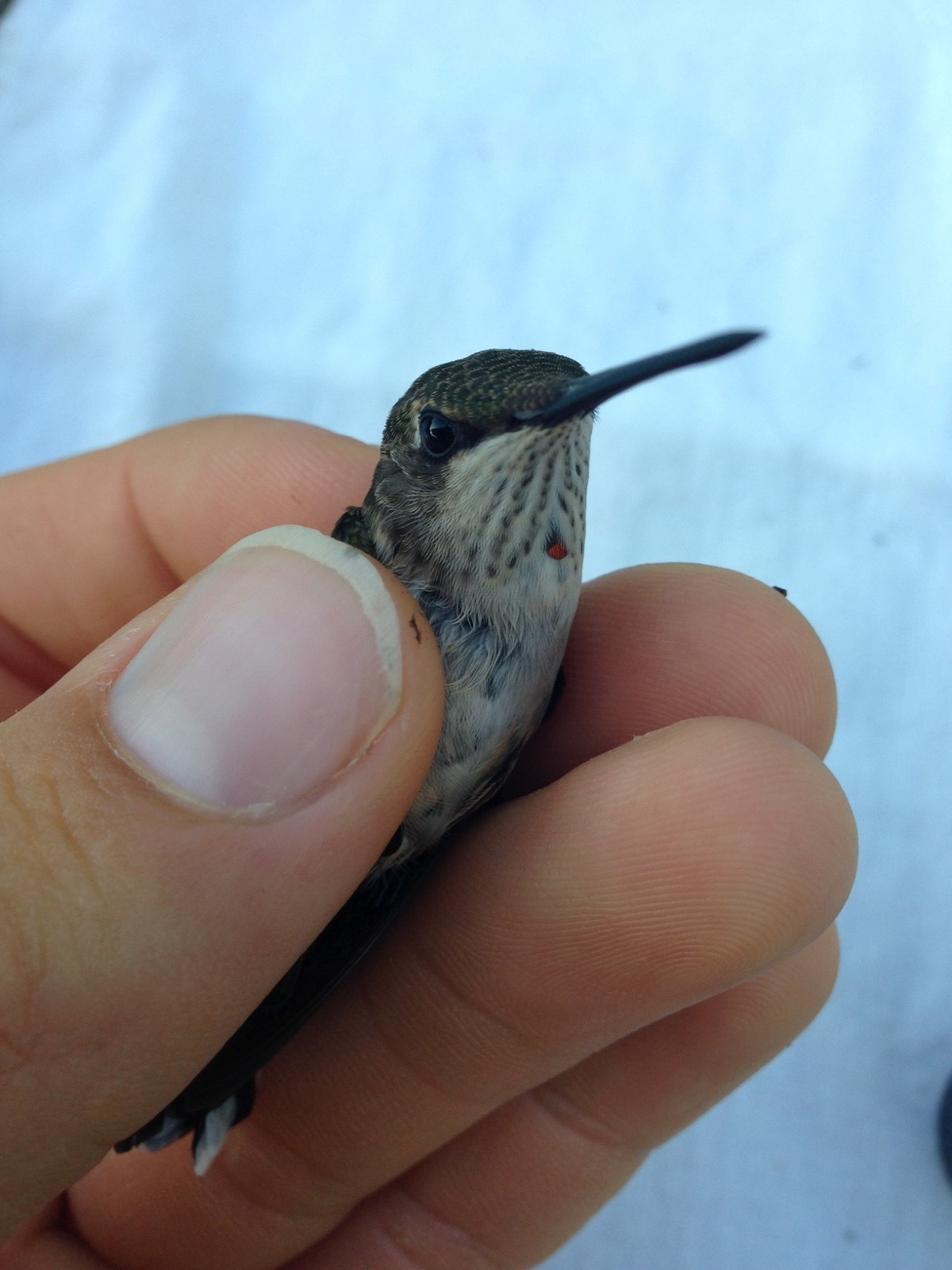 Bird Banding in Saskatchewan