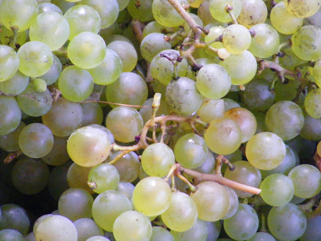 Days on the Claise: Chasselas Grapes