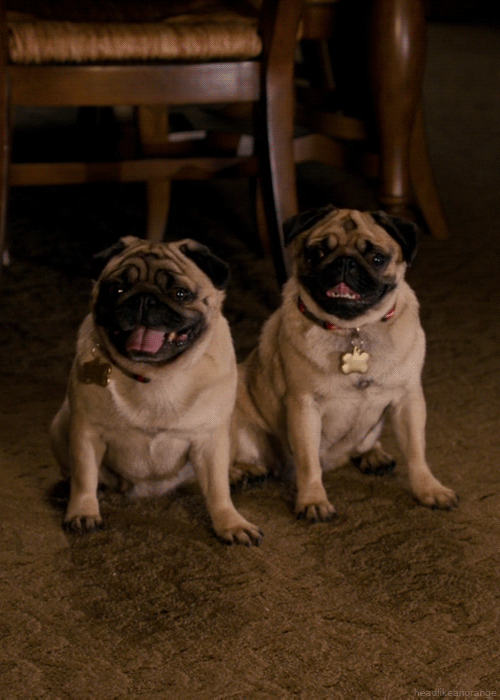 20 Awesome animal gifs (20 gifs) | Amazing Creatures