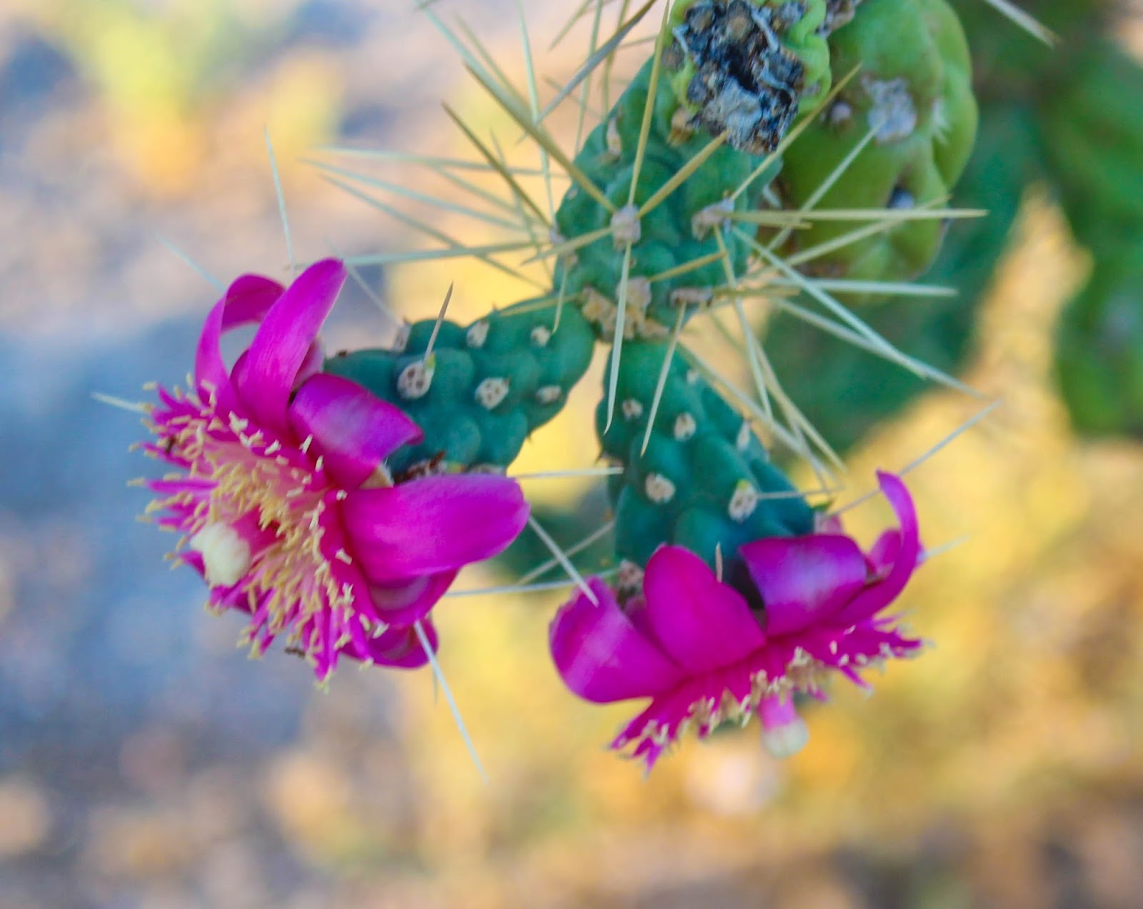 Cannundrums: Chain Fruit Cholla Flowers
