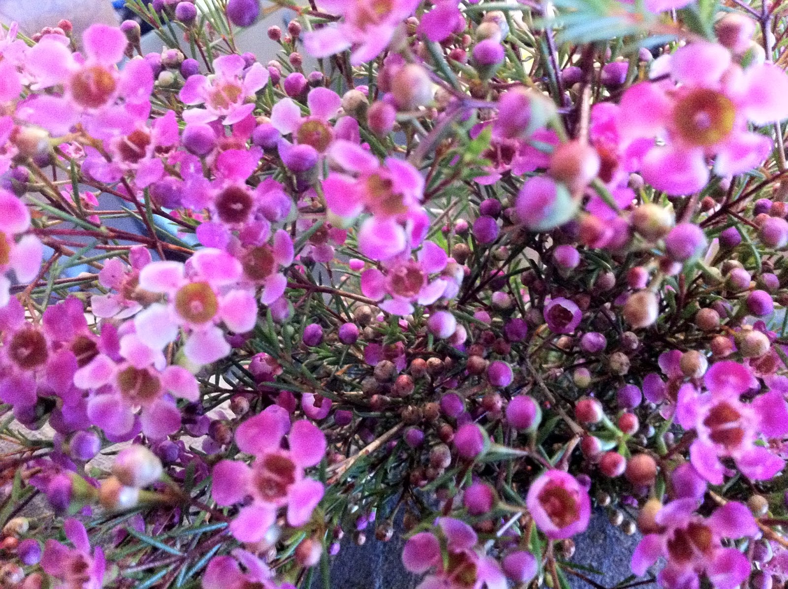 The Enchanted Petal: February 2013