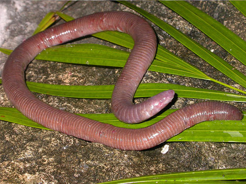 Biology of Animals: Dermophis sp. (caecilian)