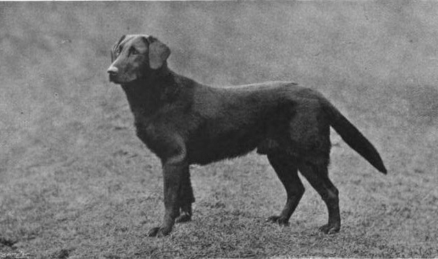 Wild Oak Kennels : IL LABRADOR RETRIEVER