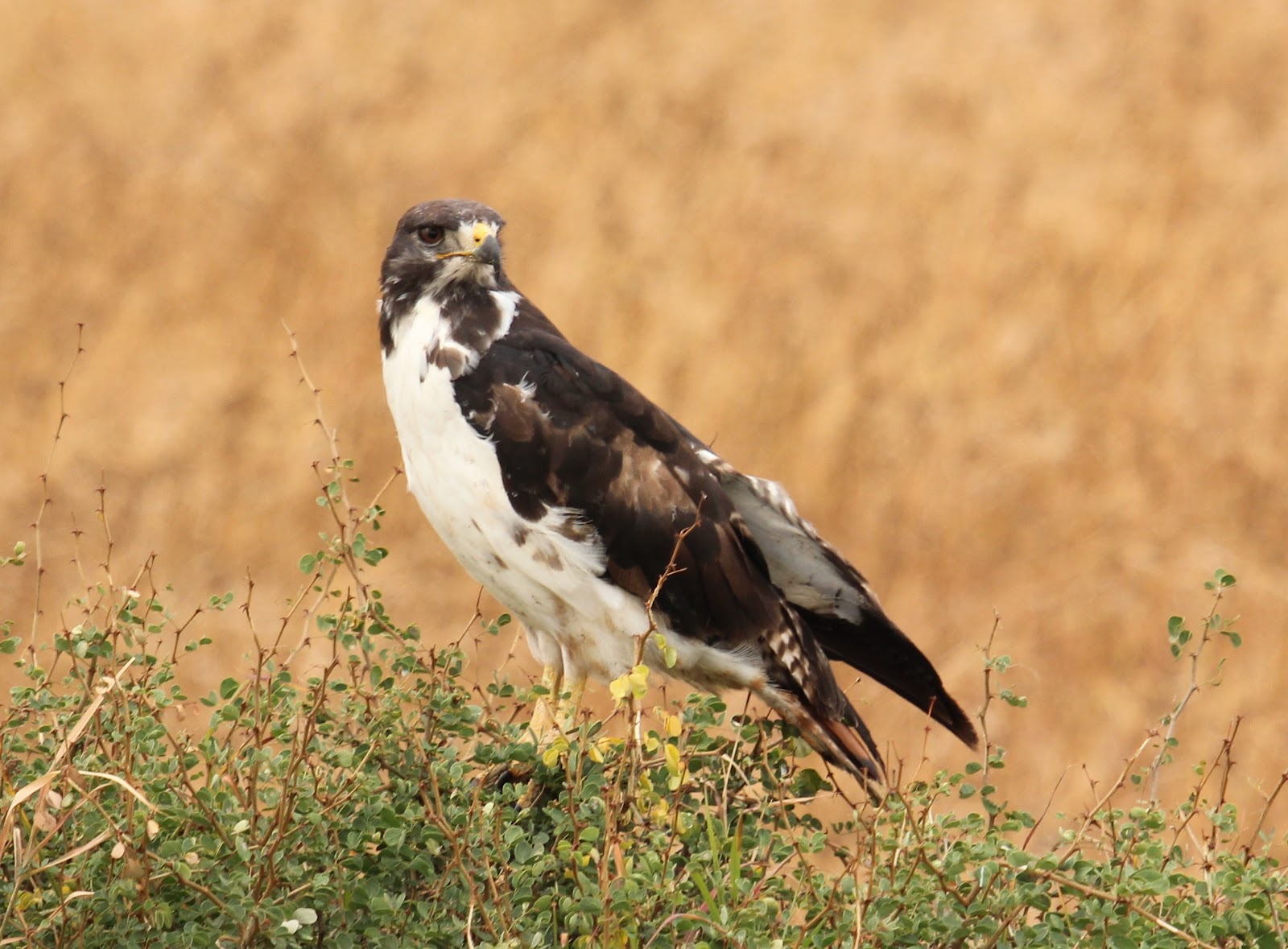 Neil's Daily Bird: 164 : Augur Buzzard