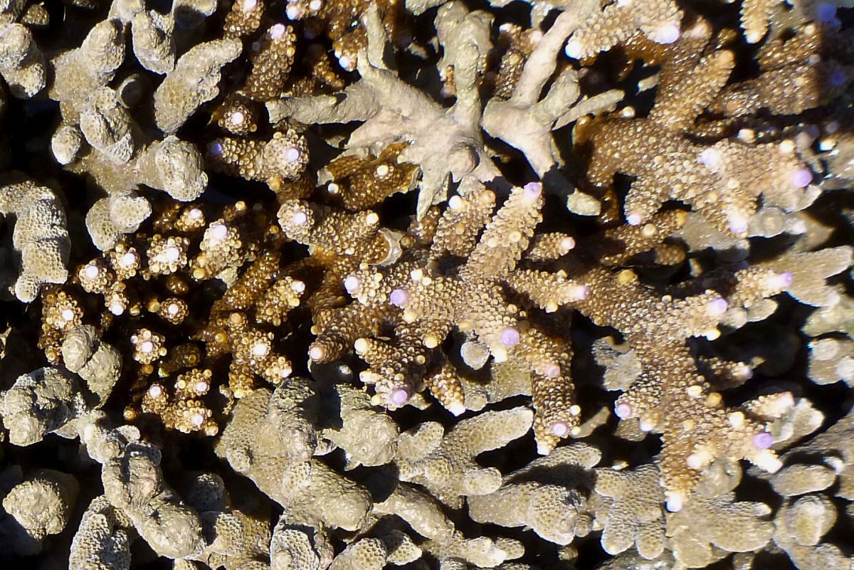 Queensland Coast: Coral Bleaching on Inshore Reefs near Cairns