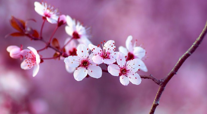 Jual Bunga Papan | Jual Bunga Mawar | Toko Bunga Jakarta | Toko Bunga Depok