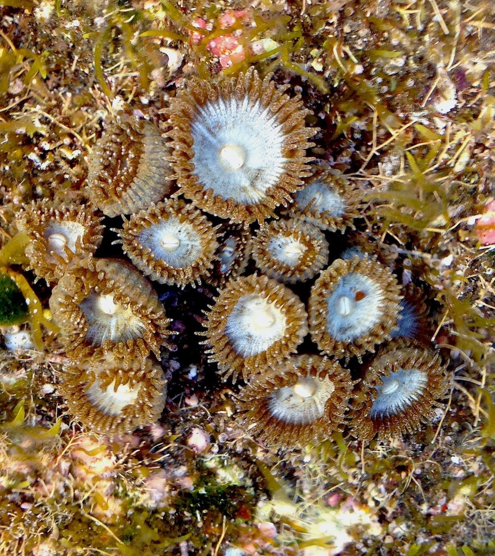 Rafael Microfauna Marina: Zoantharia (Cnidarios: Antozoos)