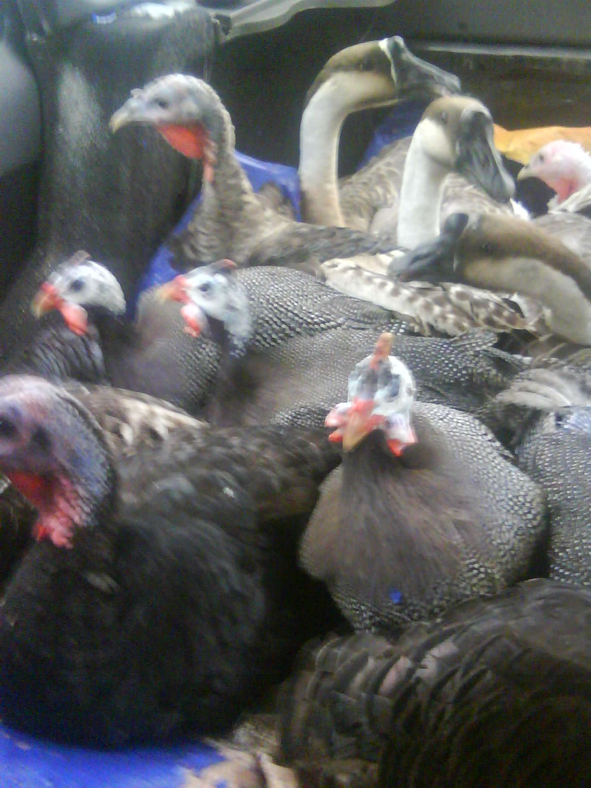 AYAM KAMPUNG OPAH: Angsa, Ayam mutiara dan Ayam Belanda Matang Hendak ...