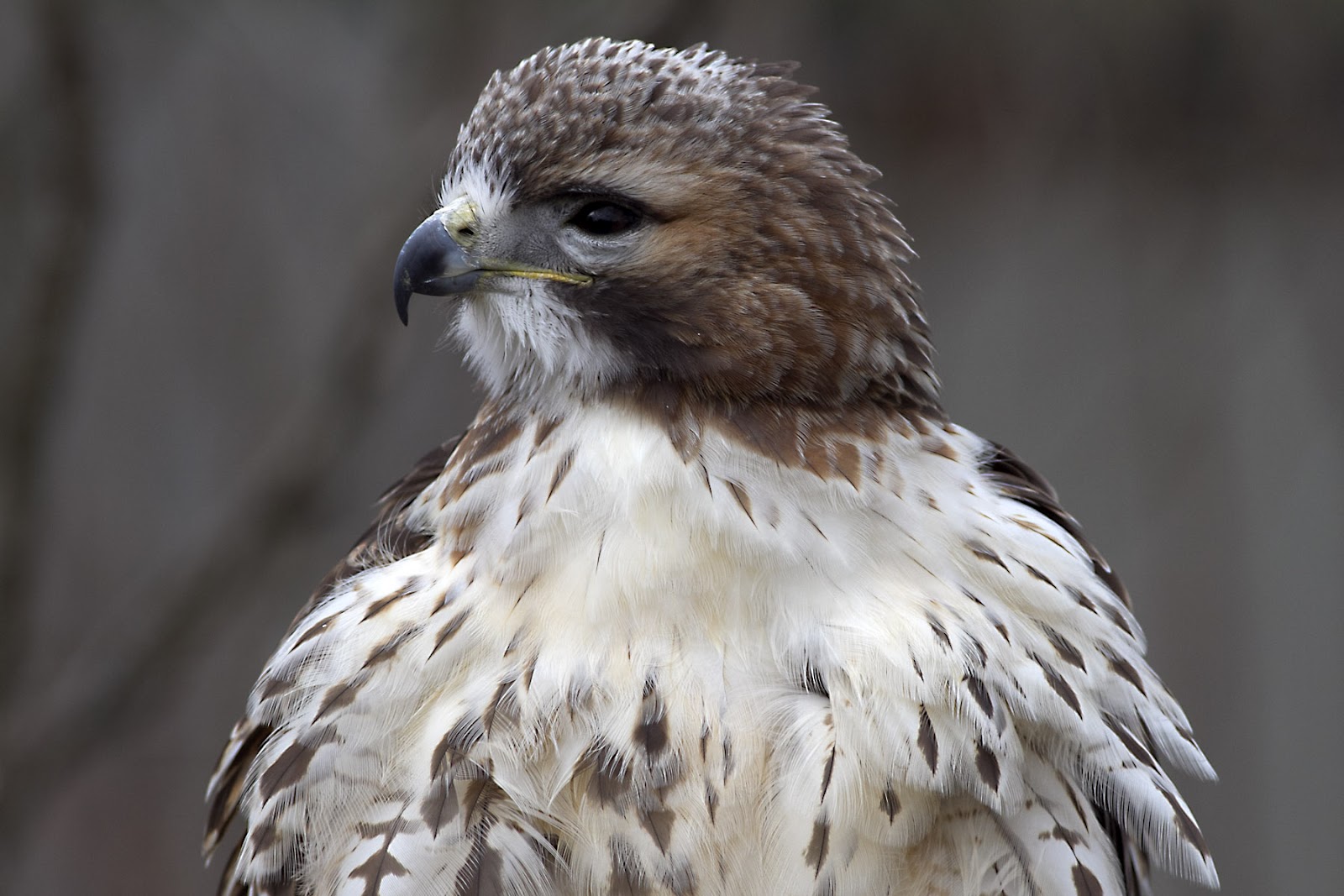 List of Turkey Hawk Picture for Your Project on Animal Picture Society