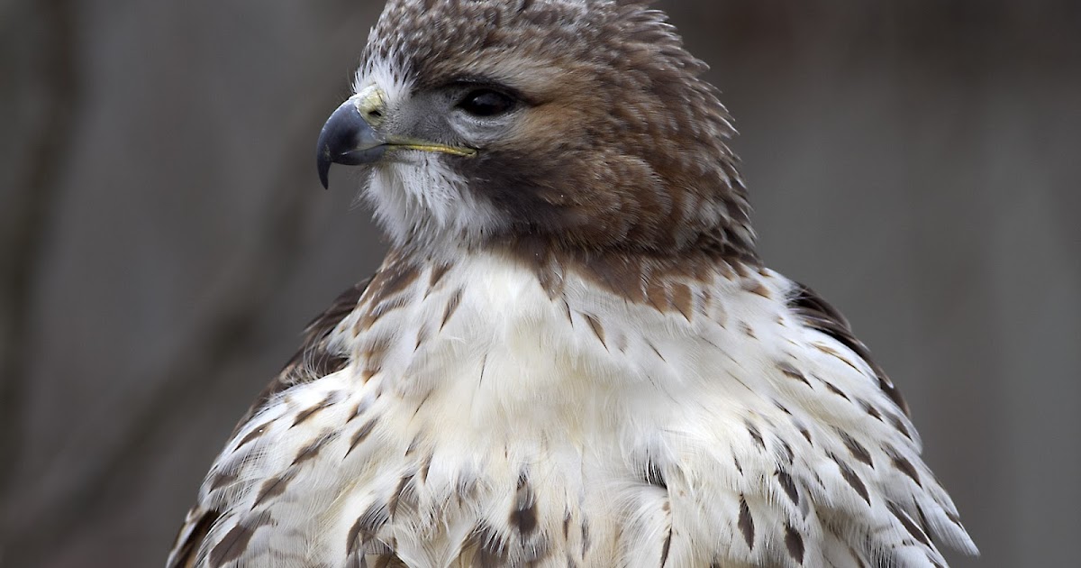 Ann Brokelman Photography: Red-tailed Hawk, Speckled Owl, Turkey ...
