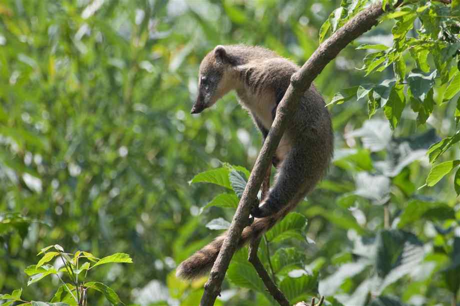 Coati