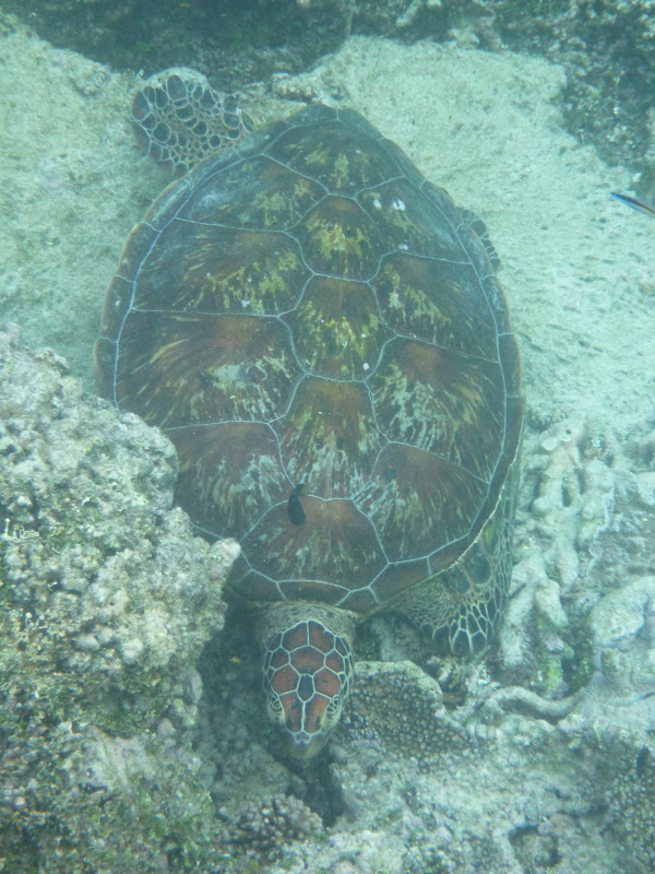 Around the world with Rebecca: Wilson Island, Great Barrier Reef ...