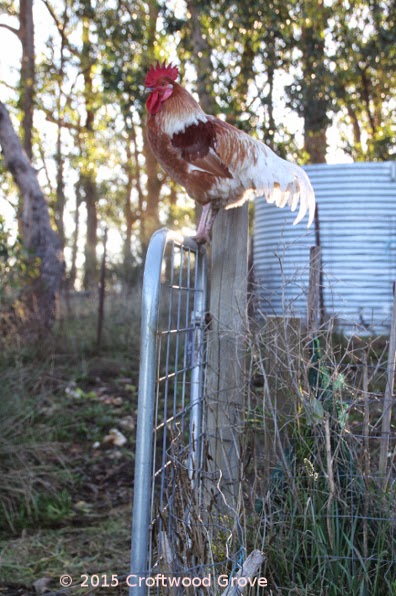 Adelaide Kitchen Gardeners