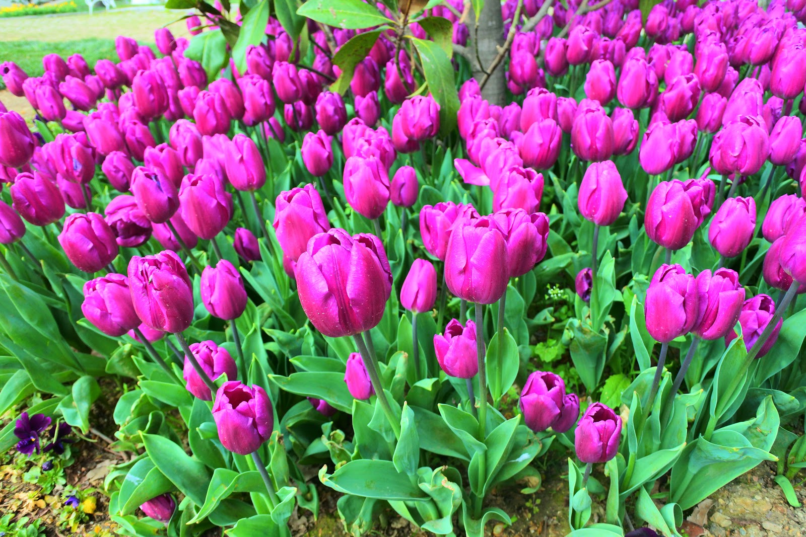 Jalan - jalan Turki 2016: Musim bunga di Istanbul ~ Alhamdulilah...di ...