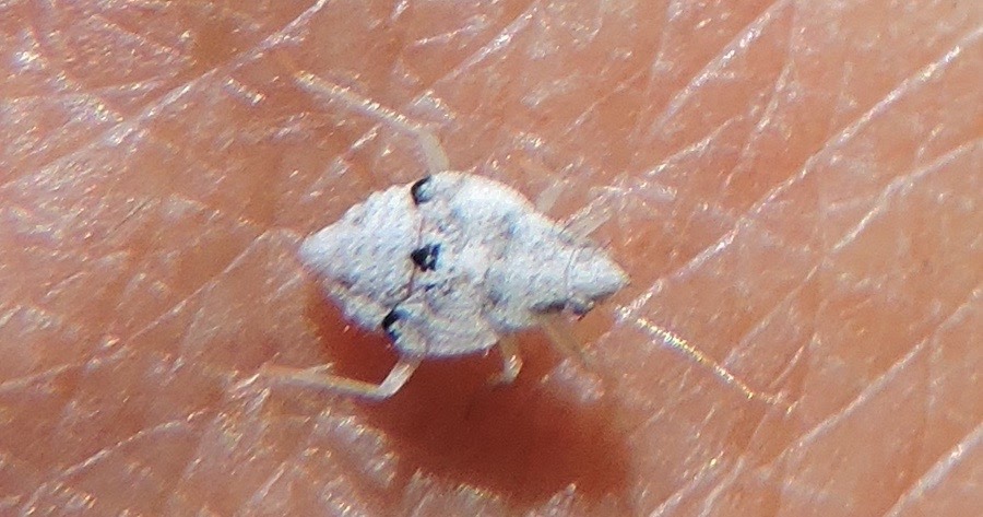 Springfield Plateau: Biting White Bug