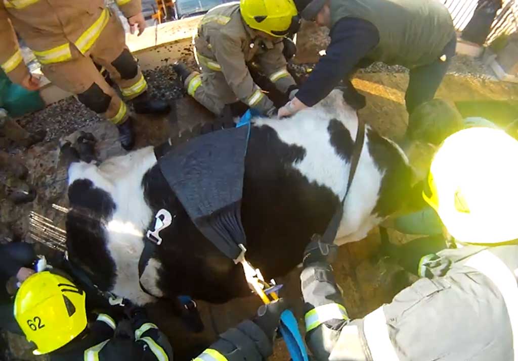 Nothing To Do With Arbroath: Cow rescued from roof terrace after ...
