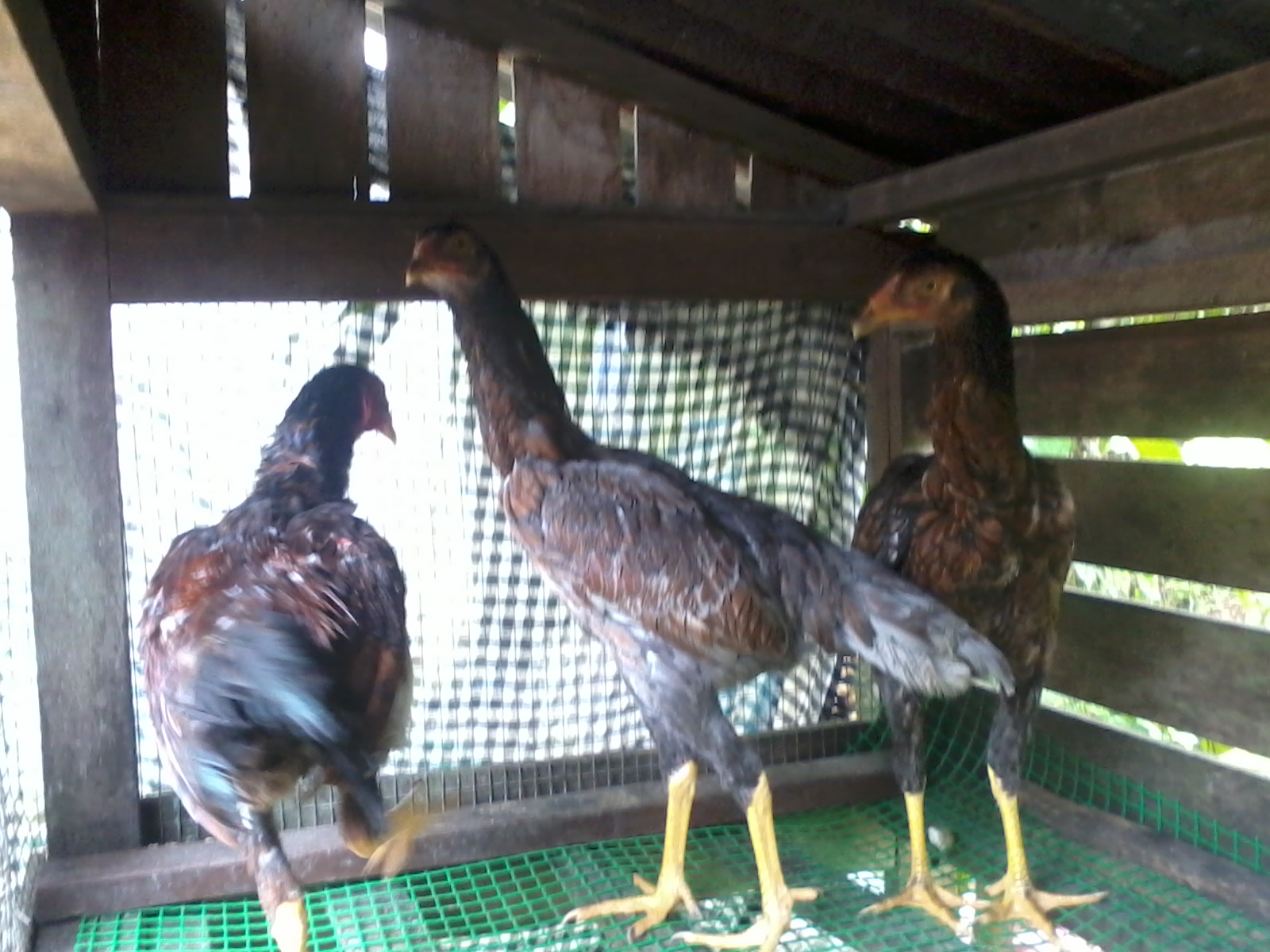 Pembiak Ayam Ratu LHK dan Malaysia Indio Gigante: Ayam Sabung Emas ...