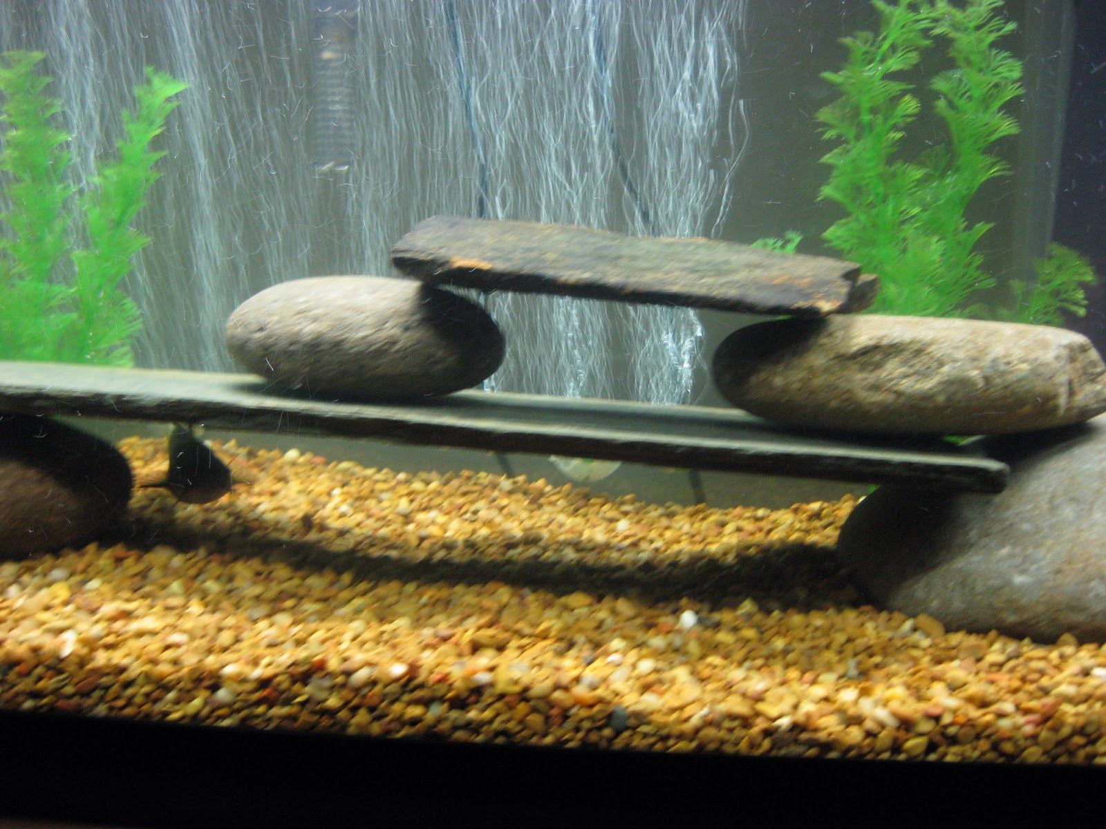 Yellow Bullhead Catfish Tank and Care