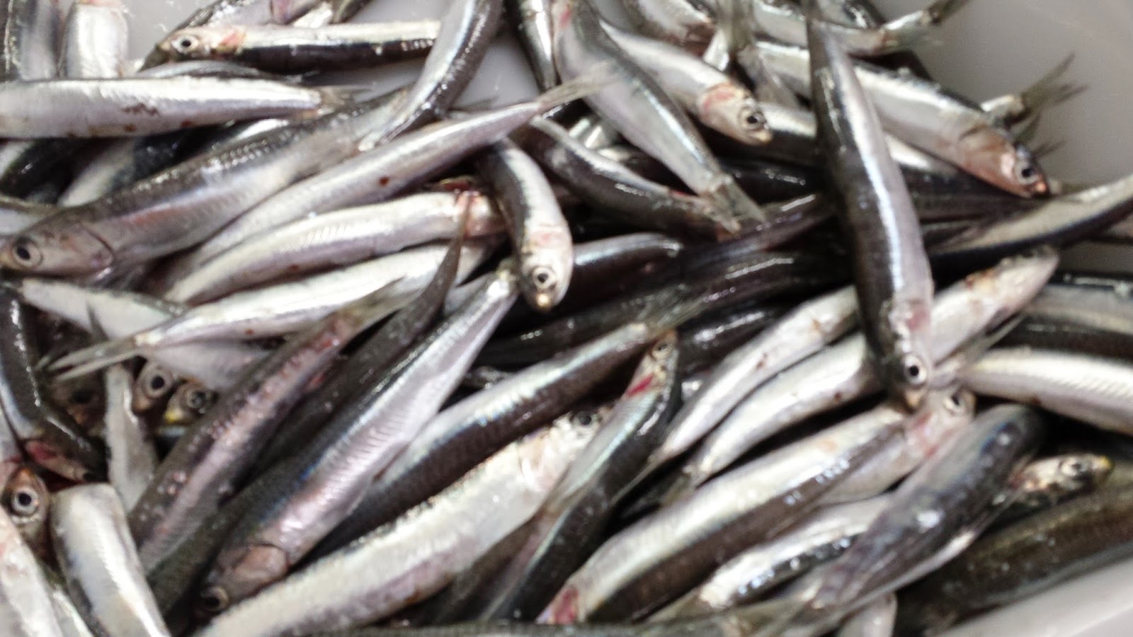 El rincón de Mundín: PESCADOS: EL BOCARTE O BOQUERÓN