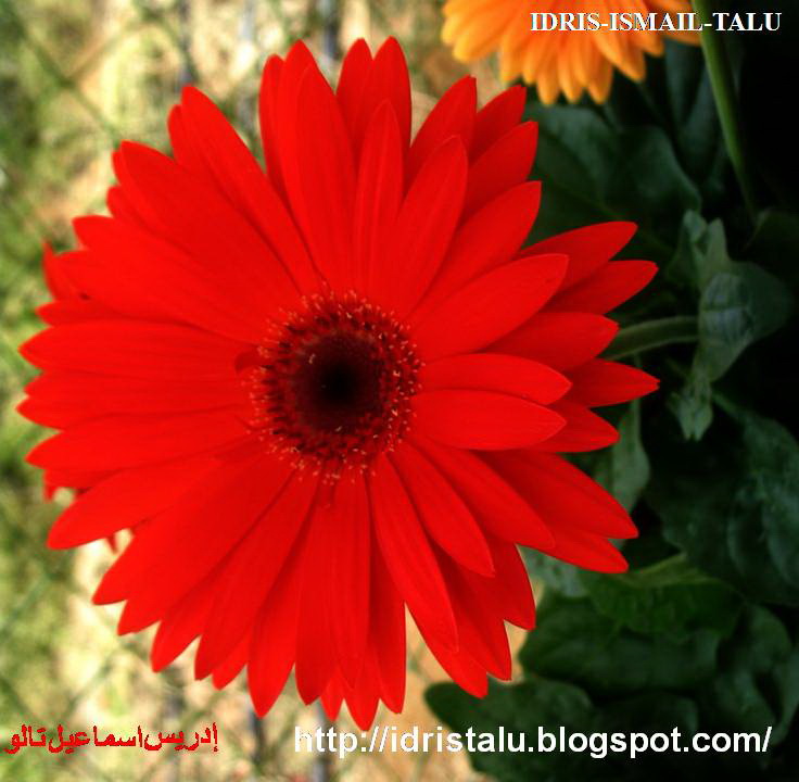 IdrisTalu: Daisy Cameron Highlands