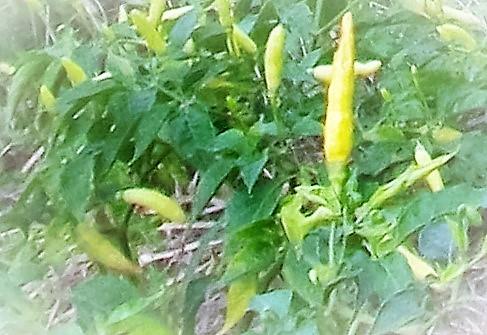 Cara Tanam Cabe Rawit - Tani Sukses