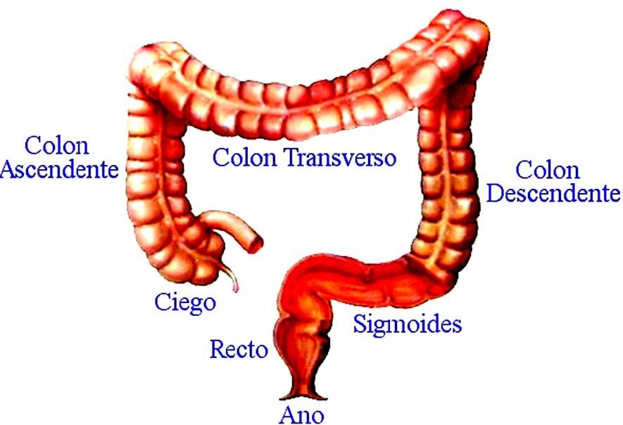 Guiabuenasalud SINDROME DEL COLON TOXICO guiabuenasalud-sindrome-del-colon-toxico