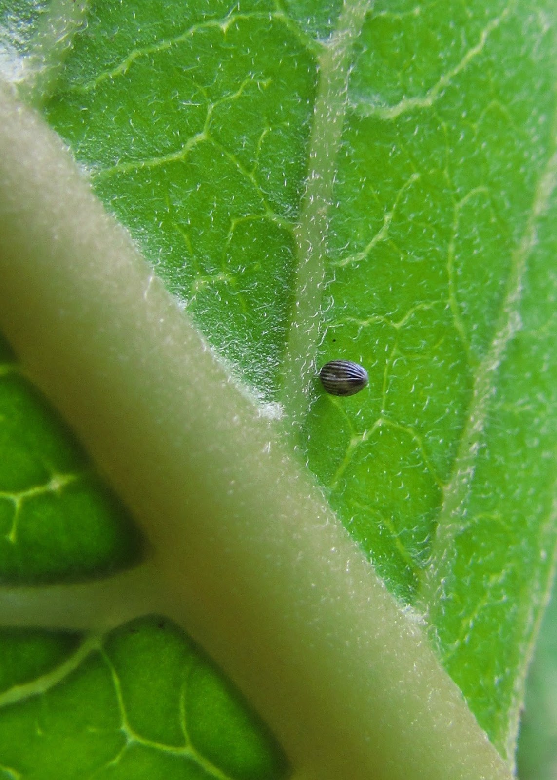 black butterfly eggs – Jacqueline Newbold