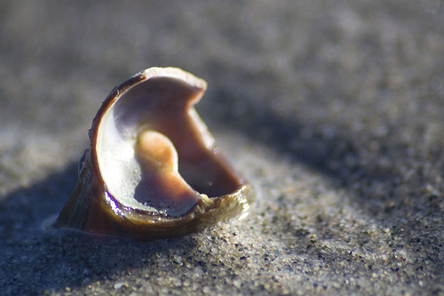 MORE GLIB ThAN PROFOUND: BAD CLAMS