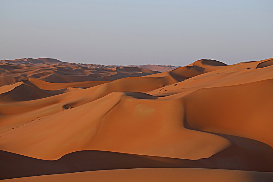 Birds of Saudi Arabia: Shaybah - Rub al Khali
