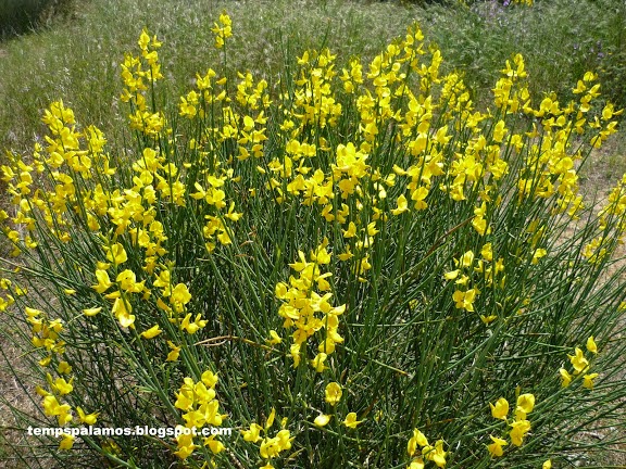 EL RACÓ DELS CANTAIRES: LA GINESTA