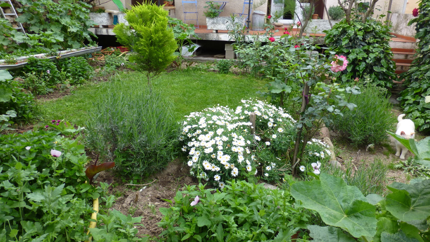 Les balades de Lison: Mon jardin, ce matin...