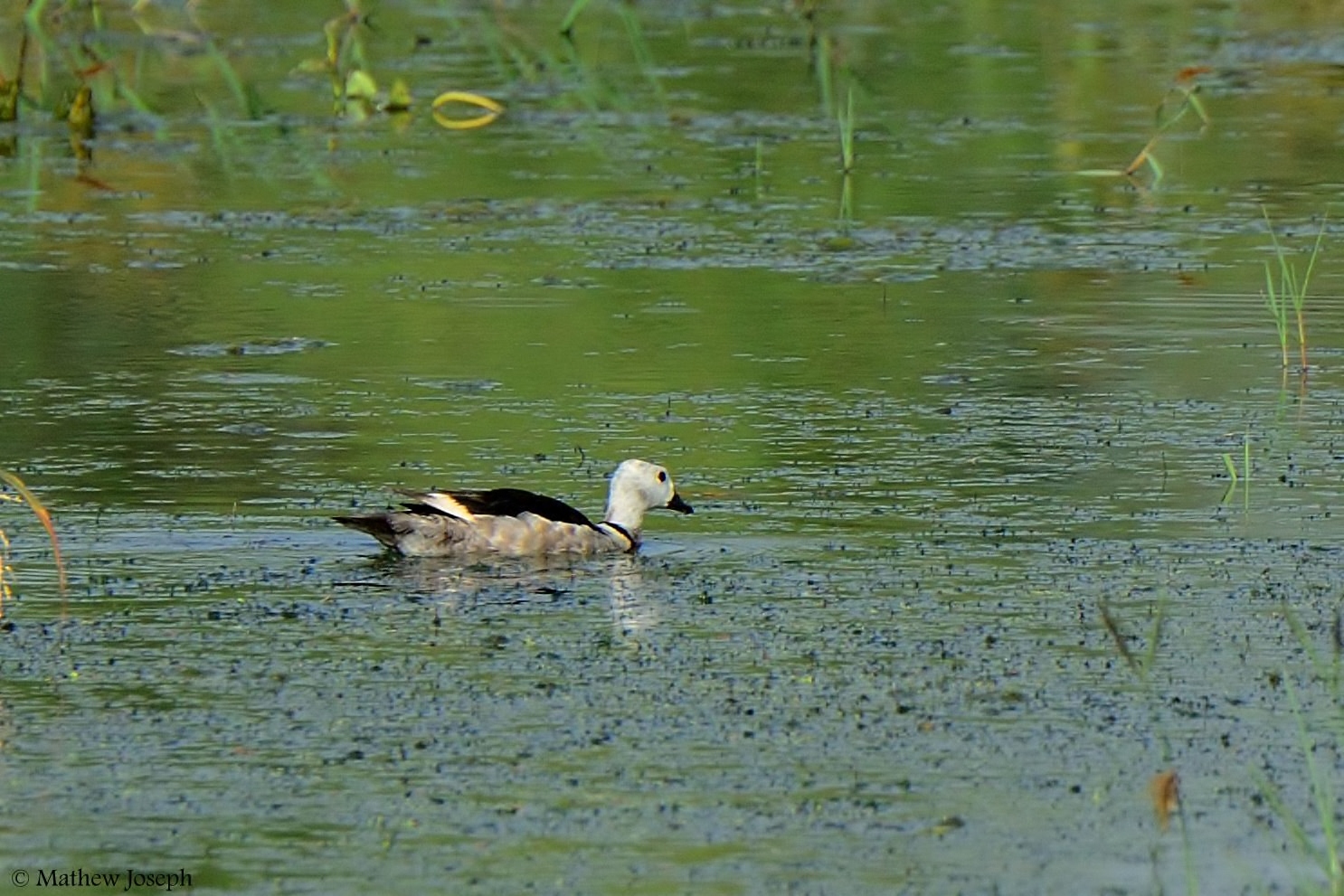Birds of India: Cotton Pygmy-goose