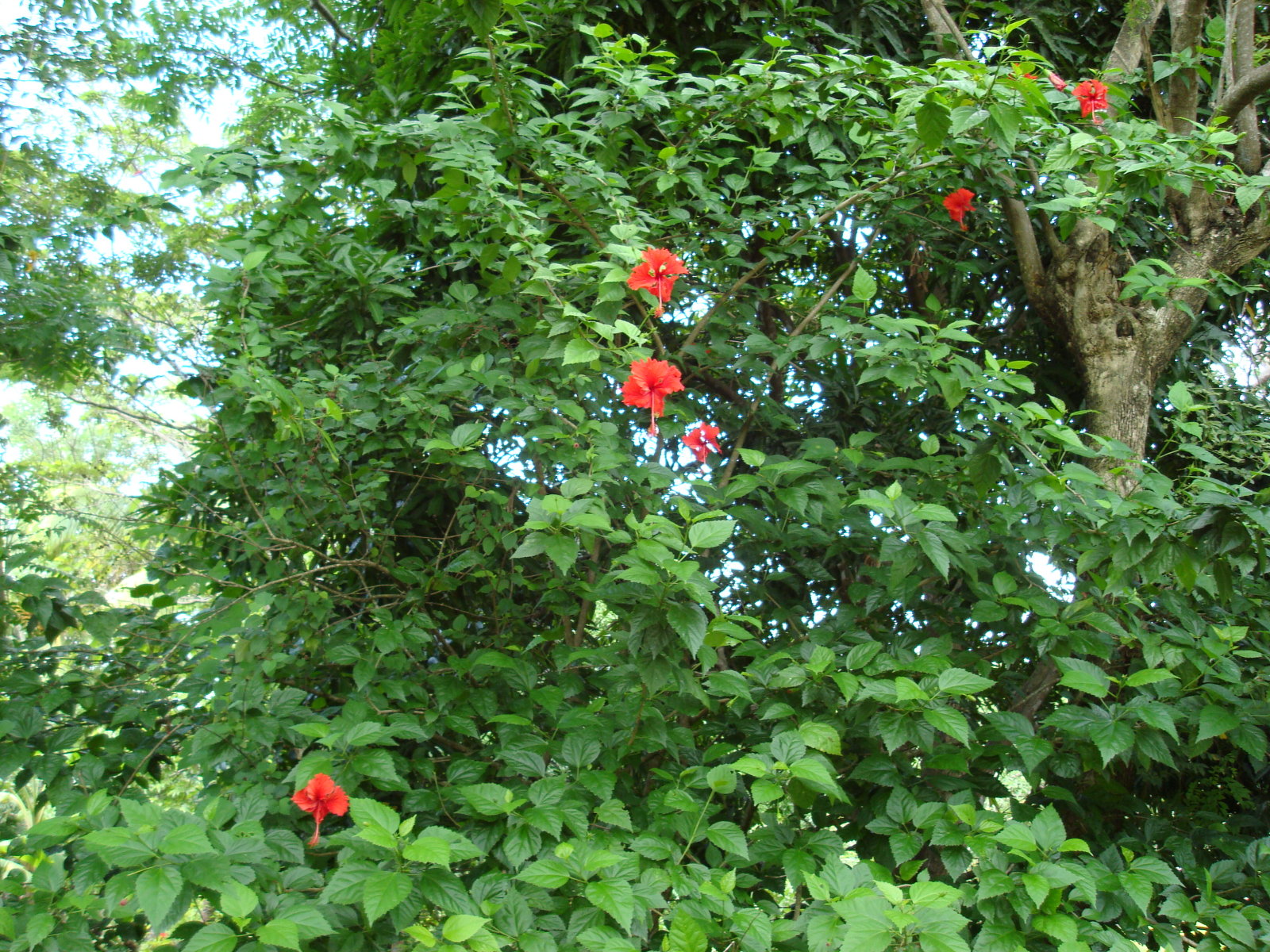 Ιβίσκος - Hibiscus ~ ΦΥΤΟΓΝΩΣΕΙΣ